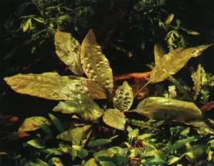 Cryptocoryne blassii