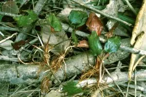 Cryptocoryne griffithii