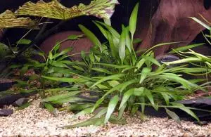 内维尔的 Cryptocoryne（Cryptocoryne nevilli 或 Cryptocoryne x willisii）