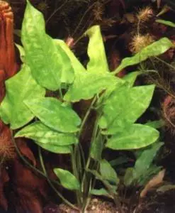 Cryptocoryne pontederiifolia