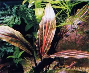 Cryptocoryne cordata