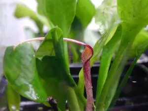 Cryptocoryne lingua