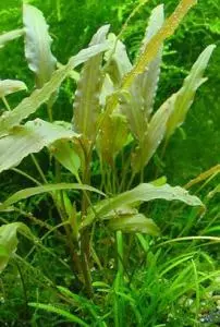 Cryptocoryne wendtii