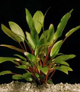 Cryptocoryne petchii