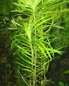 Eichornia azuurblauw of aquatisch (Eichhornia azurea of ​​Eichhornia aquatica) -