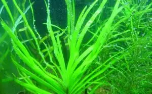 Eichornia azure ან aquatic (Eichhornia azurea ან Eichhornia aquatica) -