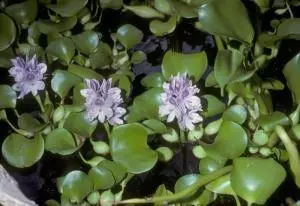 Eichornia uitstekend of mooi of waterhiasint (Eichhornia crassipes)