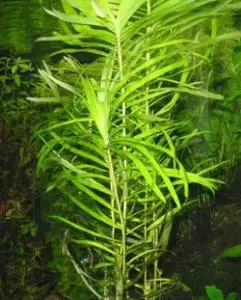 Eichornia azure ወይም aquatic (Eichhornia azurea ወይም Eichhornia aquatica)