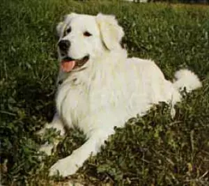 Kuvasz (Hongaars kuvasz)