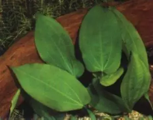Echinodorus cordifolia (Echinodorus cordifolius poʻo Echinodorus radicans)