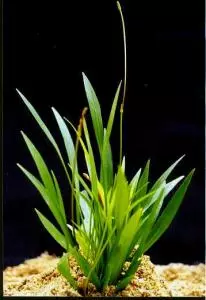 Echinodorus latifolius (Echinodorus latifolius lossis xingu lossis magdalenensis)