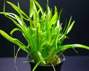 Echinodorus tender atau Echinodorus herba (Echinodorus tenellus)