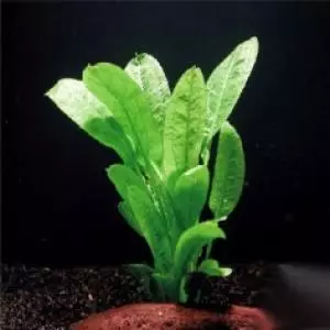 Echinodorus tûj (Echinodorus mucronatum)