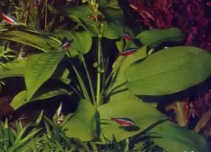ఎచినోడోరస్ క్షితిజ సమాంతర (ఎచినోడోరస్ అడ్డంగా)