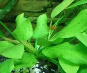 Echinodorus দাগযুক্ত (Echinodorus aspersus)