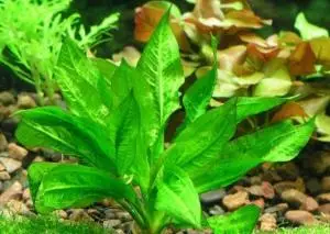 Echinodorus ndogo-maua (Echinodorus parviflorus)
