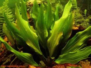 Echinodorus major oder Barta (Echinodorus major oder martii)