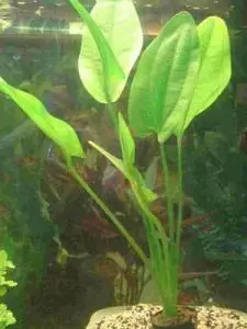 Echinodorus cordifolia (Echinodorus cordifolius ຫຼື Echinodorus radicans) -