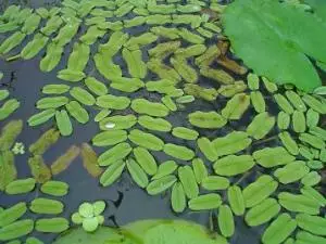 I-salvinia entantayo (amaSalvinia natans)