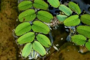 Salvinia mitsingevana (Salvinia natans) -