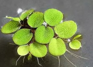 Salvinia aurikulata