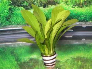 Shooter Eaton (Sagittaria eatoni) -