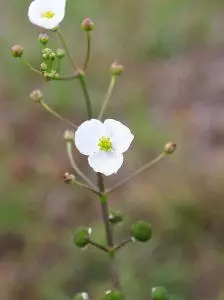 Arrowhead korn (Sagittaria graminea)