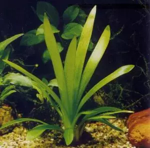 Fulla ampla de punta de fletxa o Sagittaria (Sagittaria platyphylla)