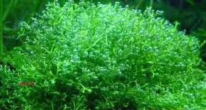 Ricca flotatzailea (Ricca fluitans) -