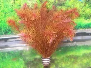 Rotala Wallich، red Mayaka (Rotala wallichii) -