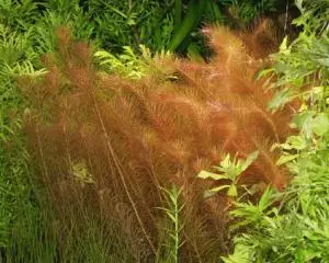 Rotala Wallich, Mayaka e kuqe (Rotala wallichii) -