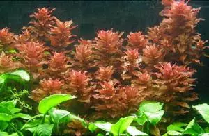 Ռոտալա մակրանդրա (Rotala macrandra) -