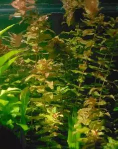 Ռոտալա մակրանդրա (Rotala macrandra) -