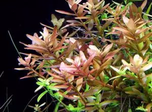 روتالا مستديرة الأوراق أو روتالا هندية (Rotala roundifolia أو Rotala indica)