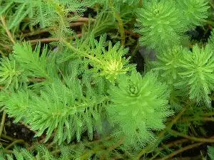 Dumarka reer Brazil (Myriophyllum brasiliense) -