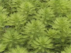 Dumarka reer Brazil (Myriophyllum brasiliense) -