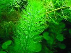 Herringbone or Urut herringbone (Myriophyllum elatinoides)