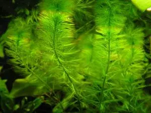 Peristolis tail-shaped lossis Urut tail (Myriophyllum hippuroides)