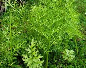 Indian dej fern (Ceratopteris thapairroides)