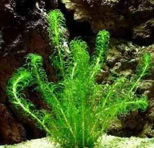 တွန့် lagarosiphon သို့မဟုတ် curly Elodea (Lagarosiphon muscoides သို့မဟုတ် Lagarosiphon အဓိက)