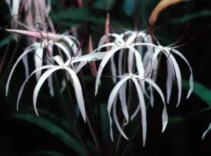 Crinum purpurascens