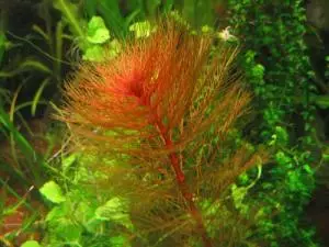 붉은 깃 모양(Myriophyllum mattogrossense) -