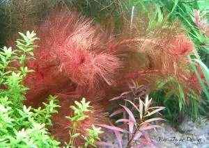 붉은 깃 모양(Myriophyllum mattogrossense) -