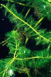 작은 이삭 Urut spicata (Myriophyllum spicatum)