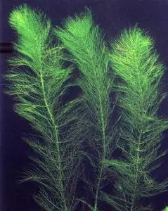 Peristolis whorled 또는 Urut whorled (Myriophyllum verticillatum)