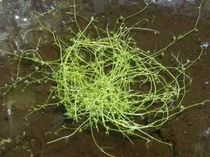 Pemphigus humped (Utricularia gibba) -