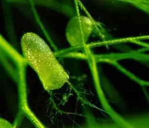 Pemphigus humped (Utricularia gibba) -