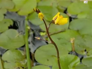 Pemphigus vulgaris (Utricularia vulgaris)