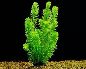 Deiliog pla dwr Elodea (Egeria densa) -