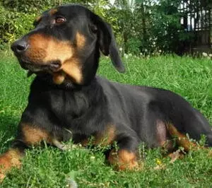 Latvian hound